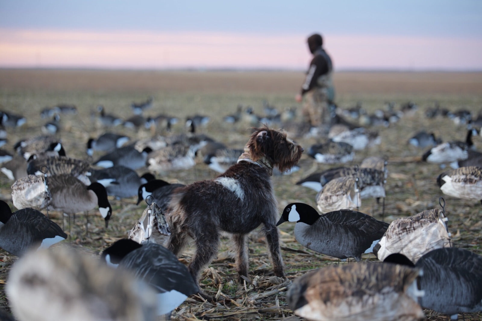 Staff Picks for Waterfowl Hunting – Habit Outdoors
